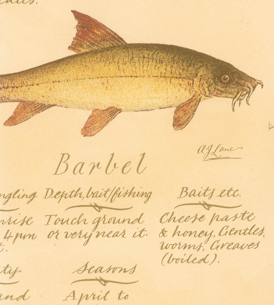 European Freshwater Fish - 62 wallpaper | Country Pursuits | Lewis & Wood